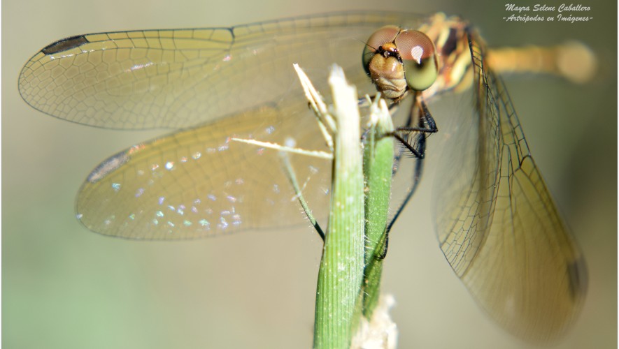 Curso Virtual - Insectos para todo público | Aves Argentinas