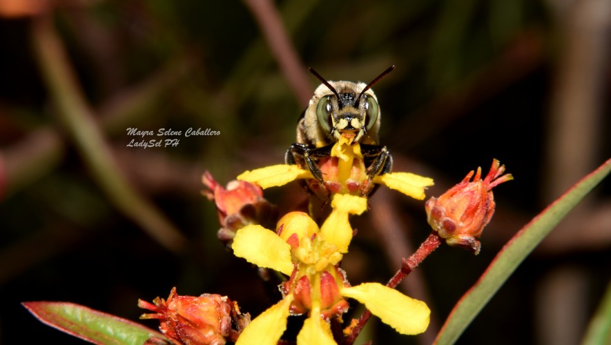 Curso Virtual "Insectos para todo público" | Aves Argentinas