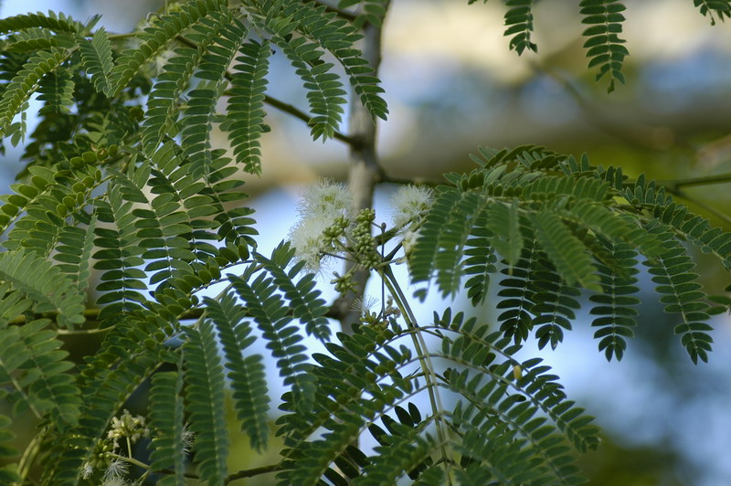 Timbó/Pacará | Aves Argentinas
