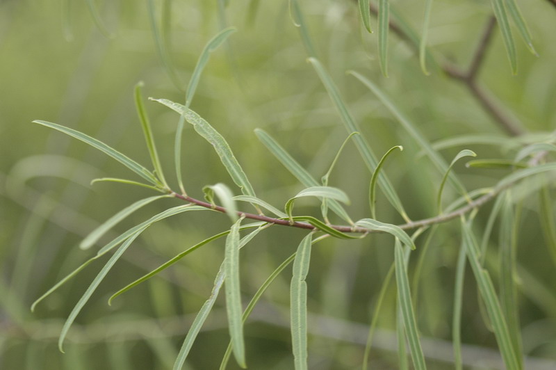 Curupí | Aves Argentinas