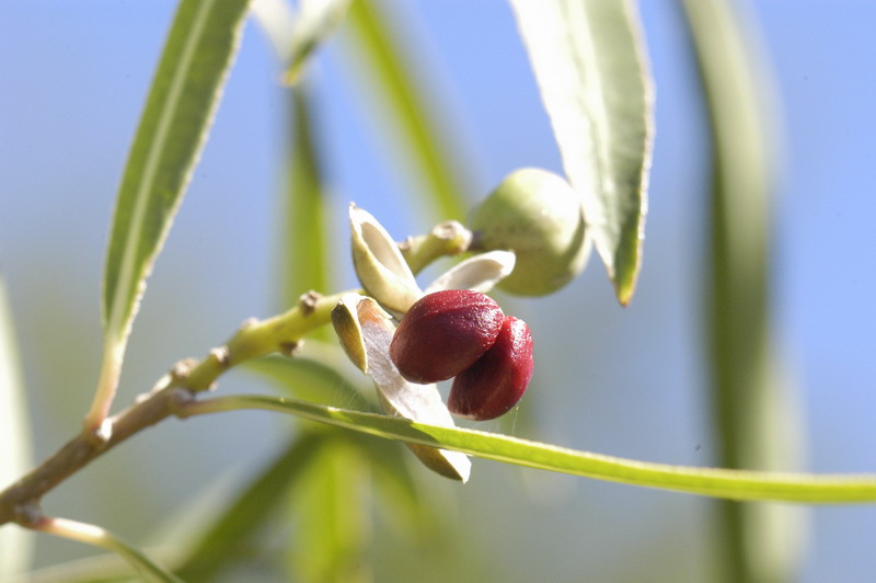 Curupí | Aves Argentinas