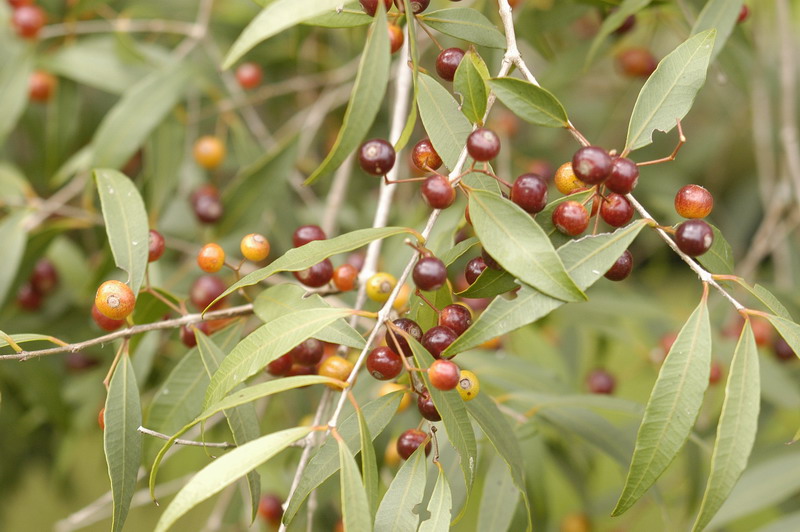 Anacahuita | Aves Argentinas