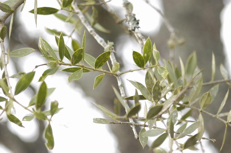 Quebracho blanco | Aves Argentinas