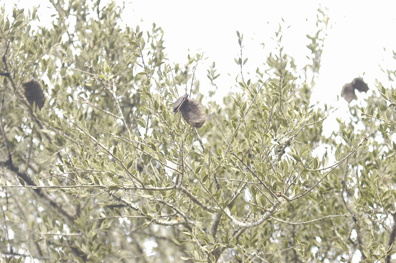 Quebracho blanco | Aves Argentinas