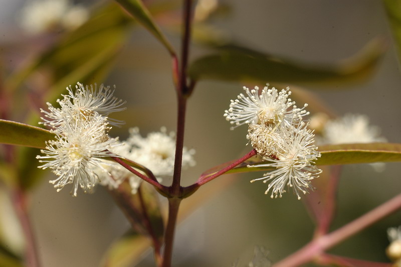 Anacahuita | Aves Argentinas
