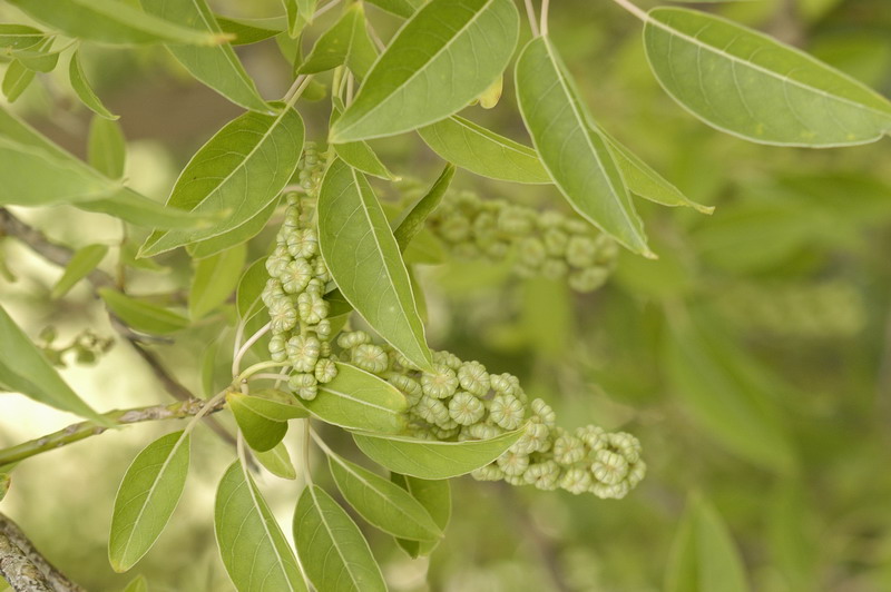 Ombú | Aves Argentinas