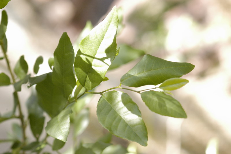 Blanquillo | Aves Argentinas
