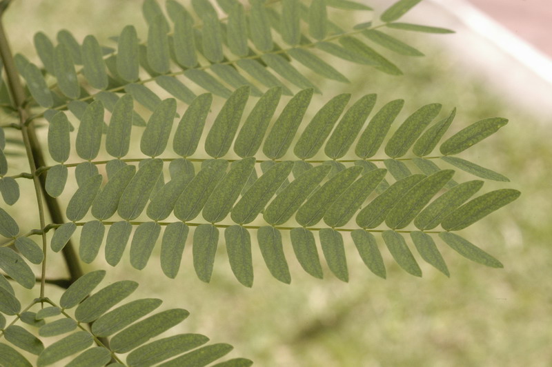 Timbó blanco | Aves Argentinas