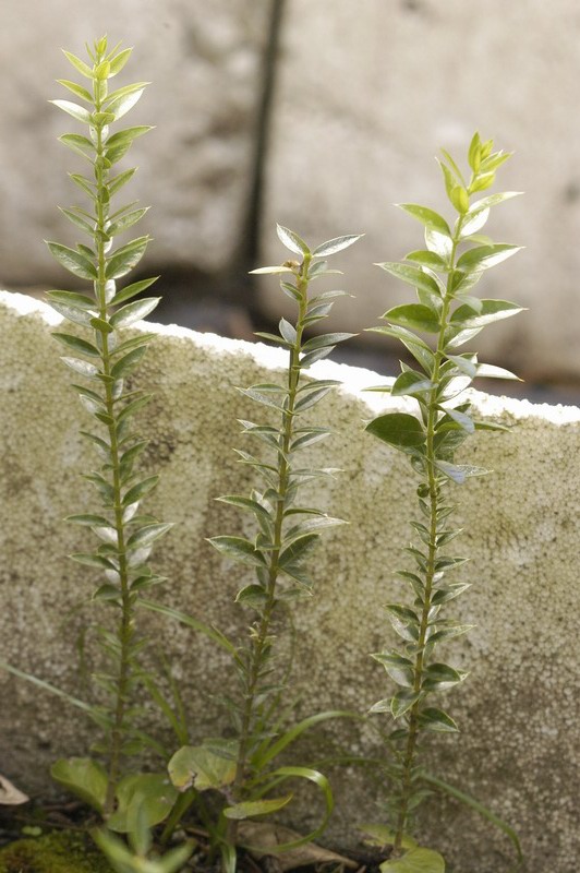 Quebracho blanco | Aves Argentinas