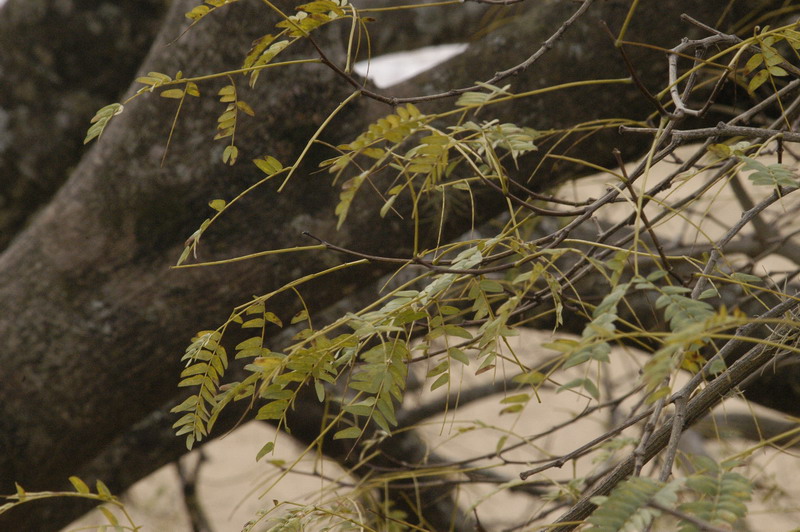 Timbó blanco | Aves Argentinas