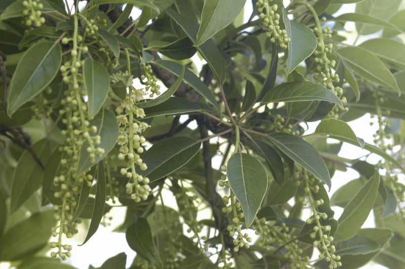 Ombú | Aves Argentinas