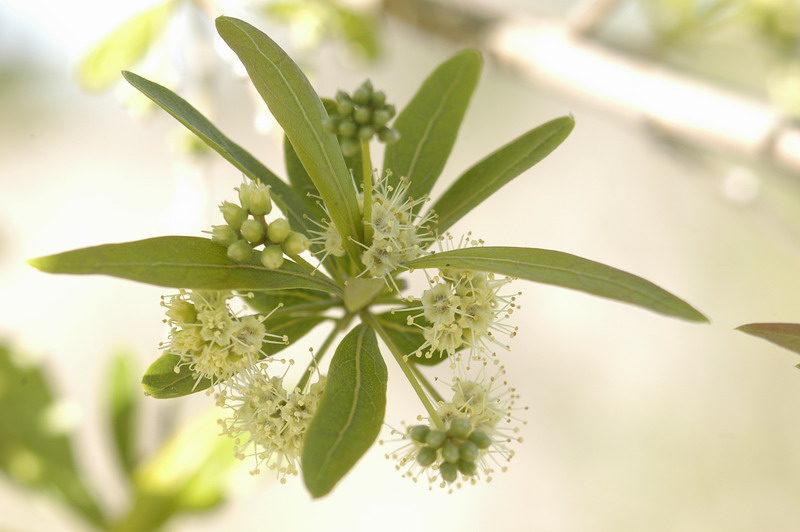 Palo amarillo | Aves Argentinas