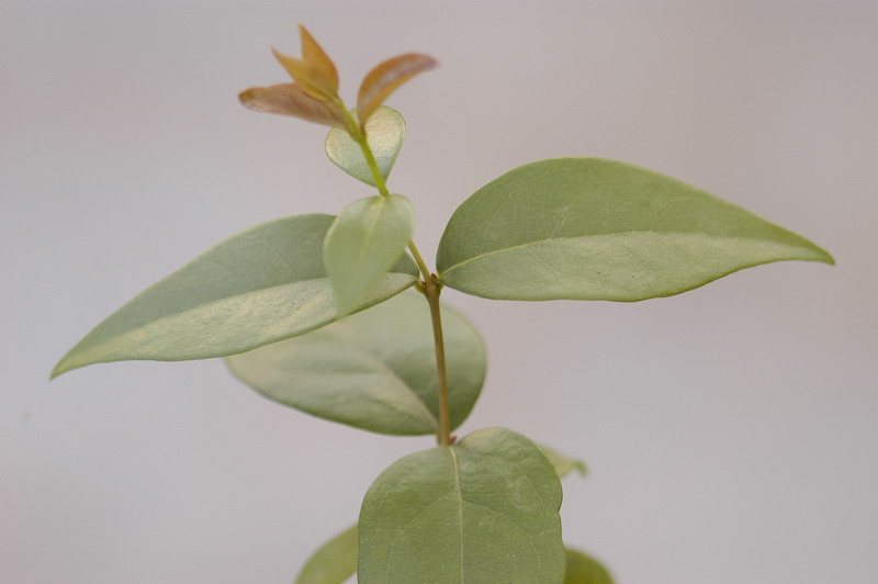 Ñangapirí | Aves Argentinas