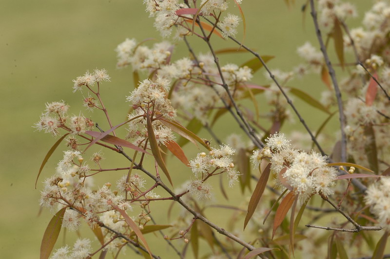 Anacahuita | Aves Argentinas