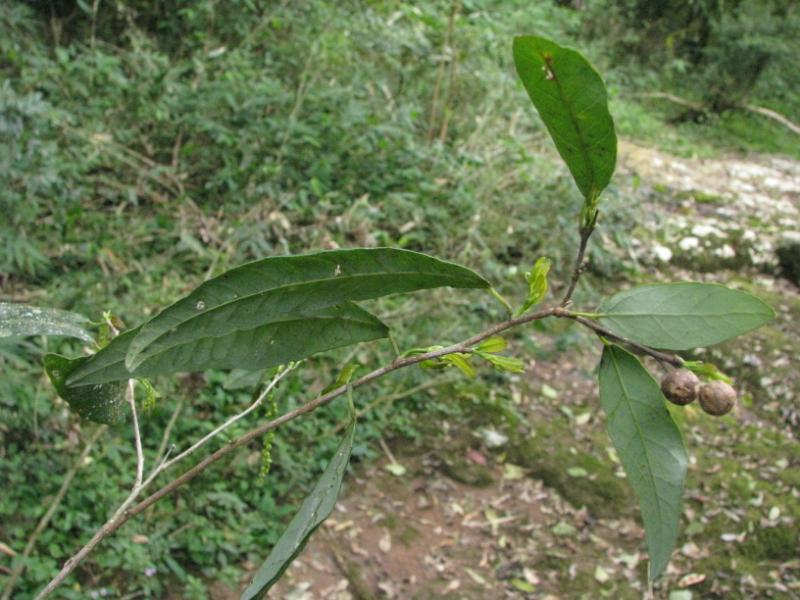 Blanquillo | Aves Argentinas