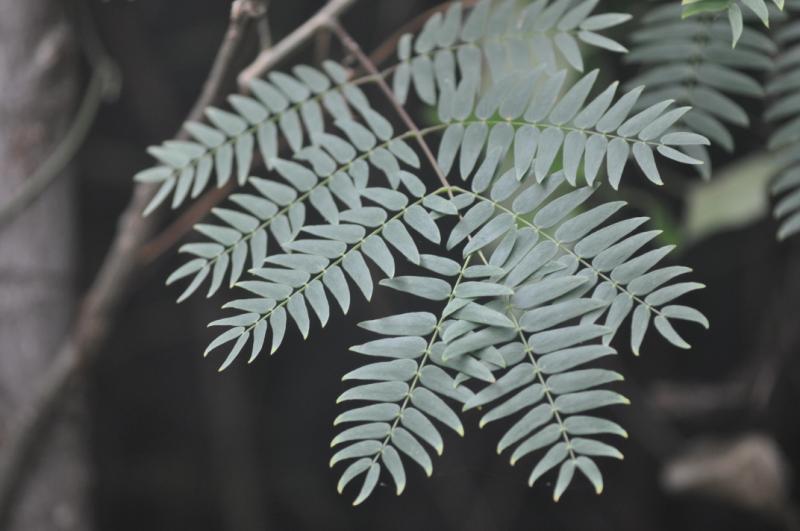 Timbó blanco | Aves Argentinas