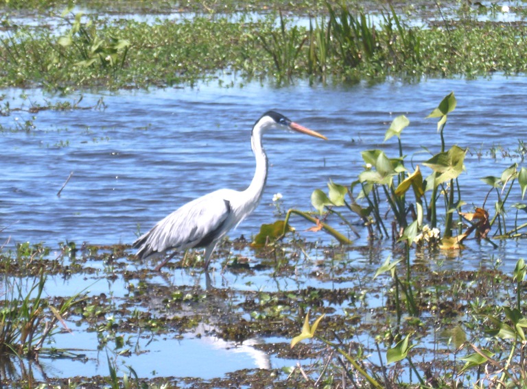 Por una Ley de Humedales | Aves Argentinas