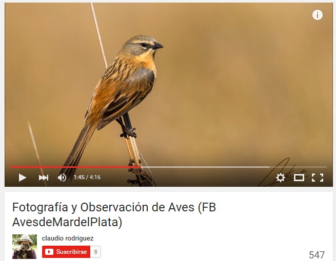 Fotografía y Observación de Aves | Aves Argentinas