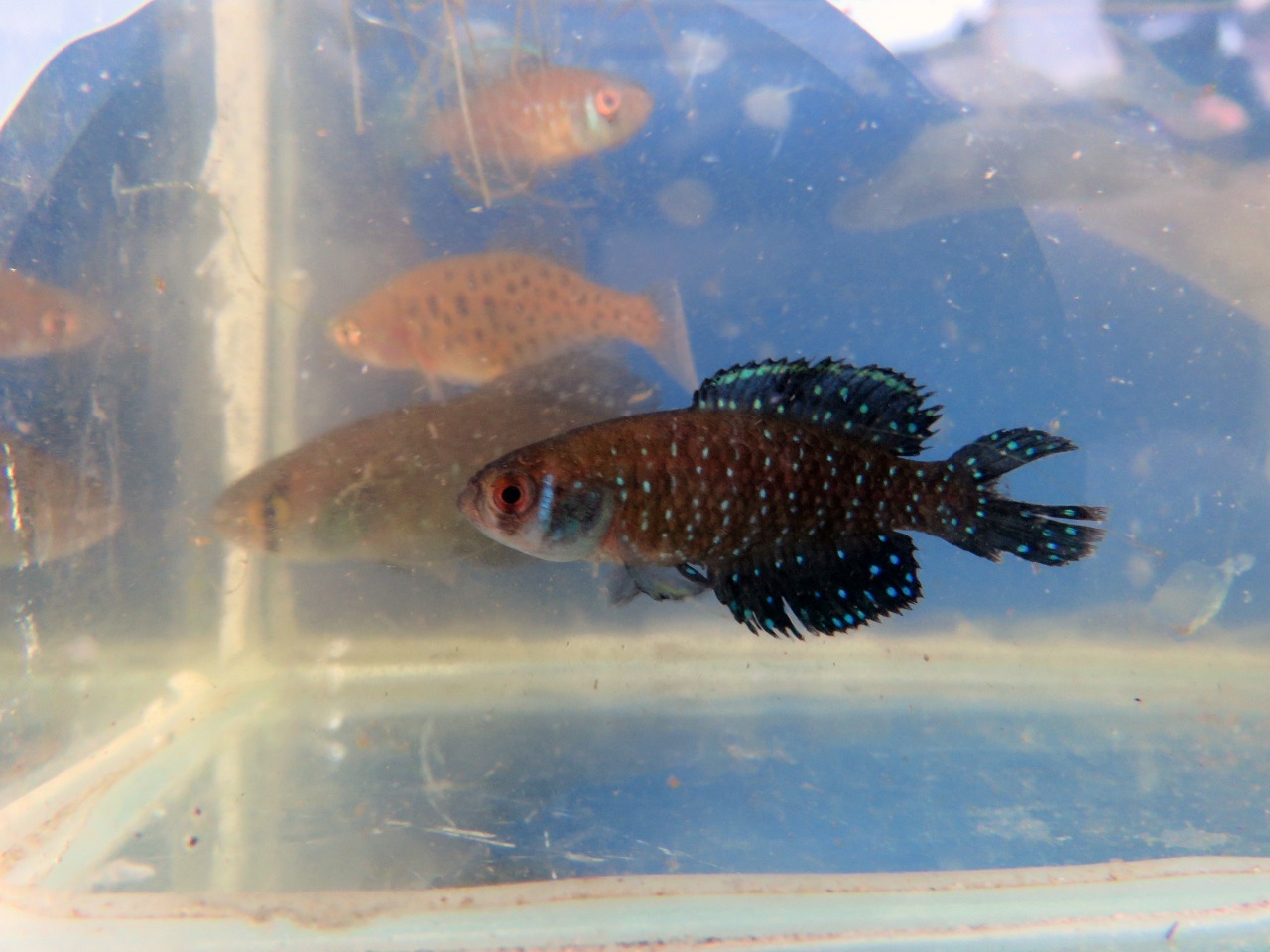 Charla virtual: Reserva Campo de Mayo - Los killis como especie bandera ...