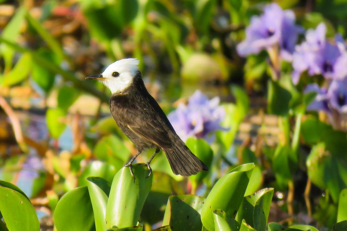 COA | Aves Argentinas