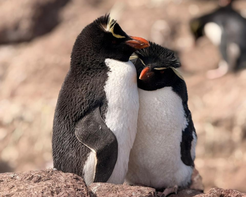 ¡Así fue el encuentro regional de COA en Patagonia Sur! | Aves Argentinas