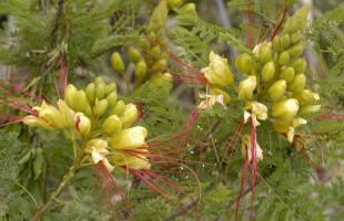 Barba de chivo | Aves Argentinas