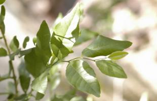 Blanquillo | Aves Argentinas