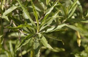 Chilca | Aves Argentinas